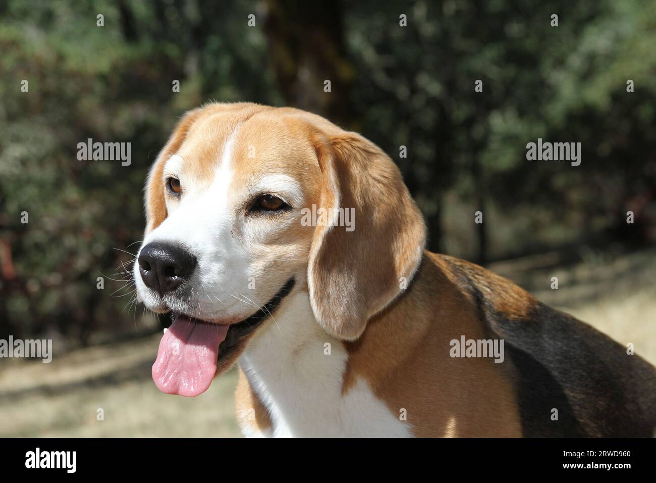 Howling beagle hi-res stock photography and images - Alamy
