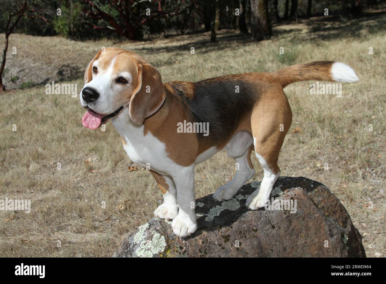 Beagle standing on a rock in a meadow with trees Stock Photo - Alamy