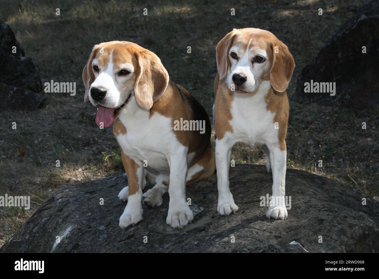 Beagles on rock hi-res stock photography and images - Alamy