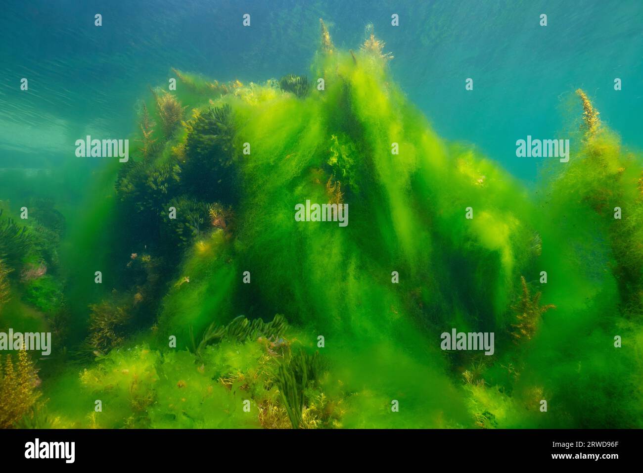 Algal bloom underwater in the Atlantic ocean, filamentous algae covering others seaweed, natural ...