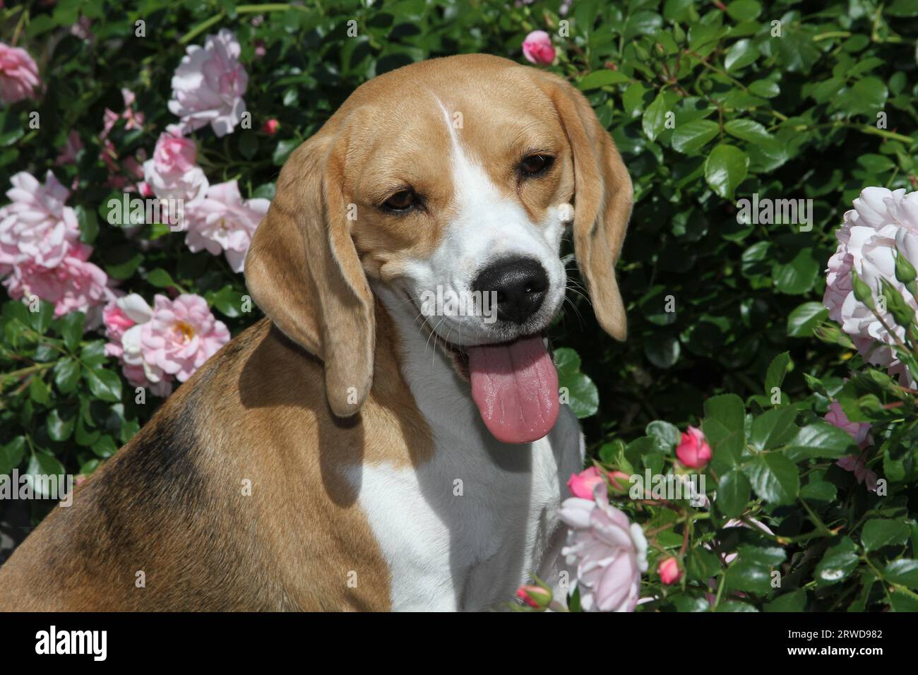 Beagle portrait sitting next to a rose bush looking happy Stock Photo ...