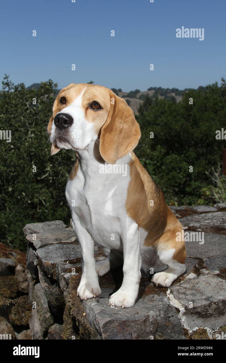 Beagle sitting on rock wall with trees and greenery in the background ...