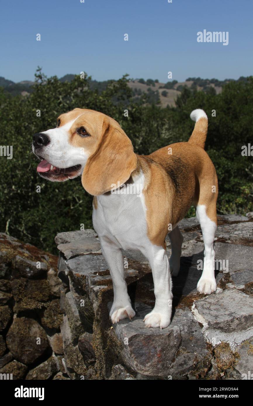 Beagle standing on rock wall with trees and greenery in the background ...