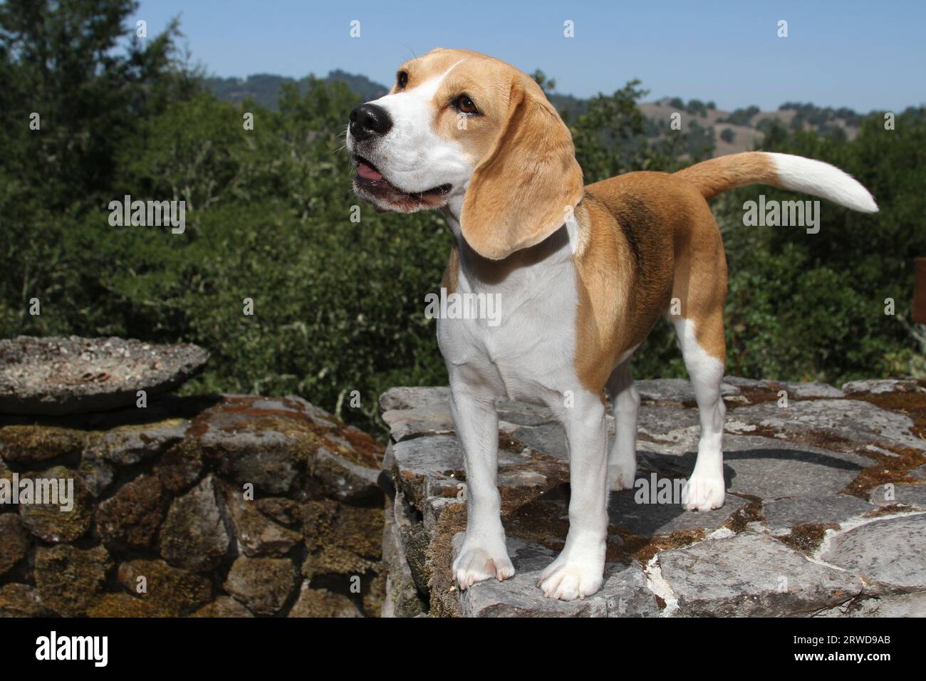 Beagle standing on rock wall with trees and greenery in background ...