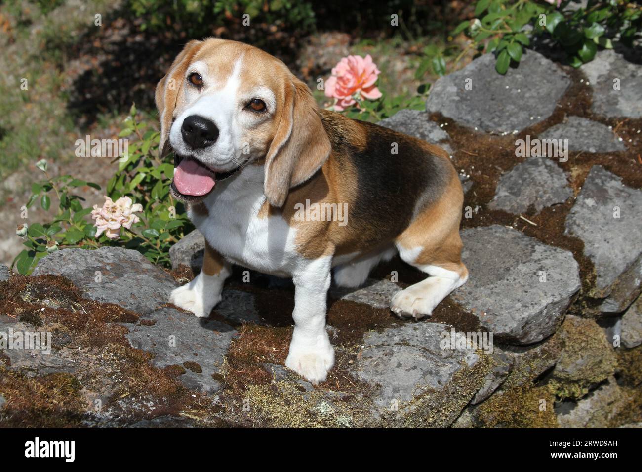 Beagle sitting on rock wall with roses in background Stock Photo - Alamy