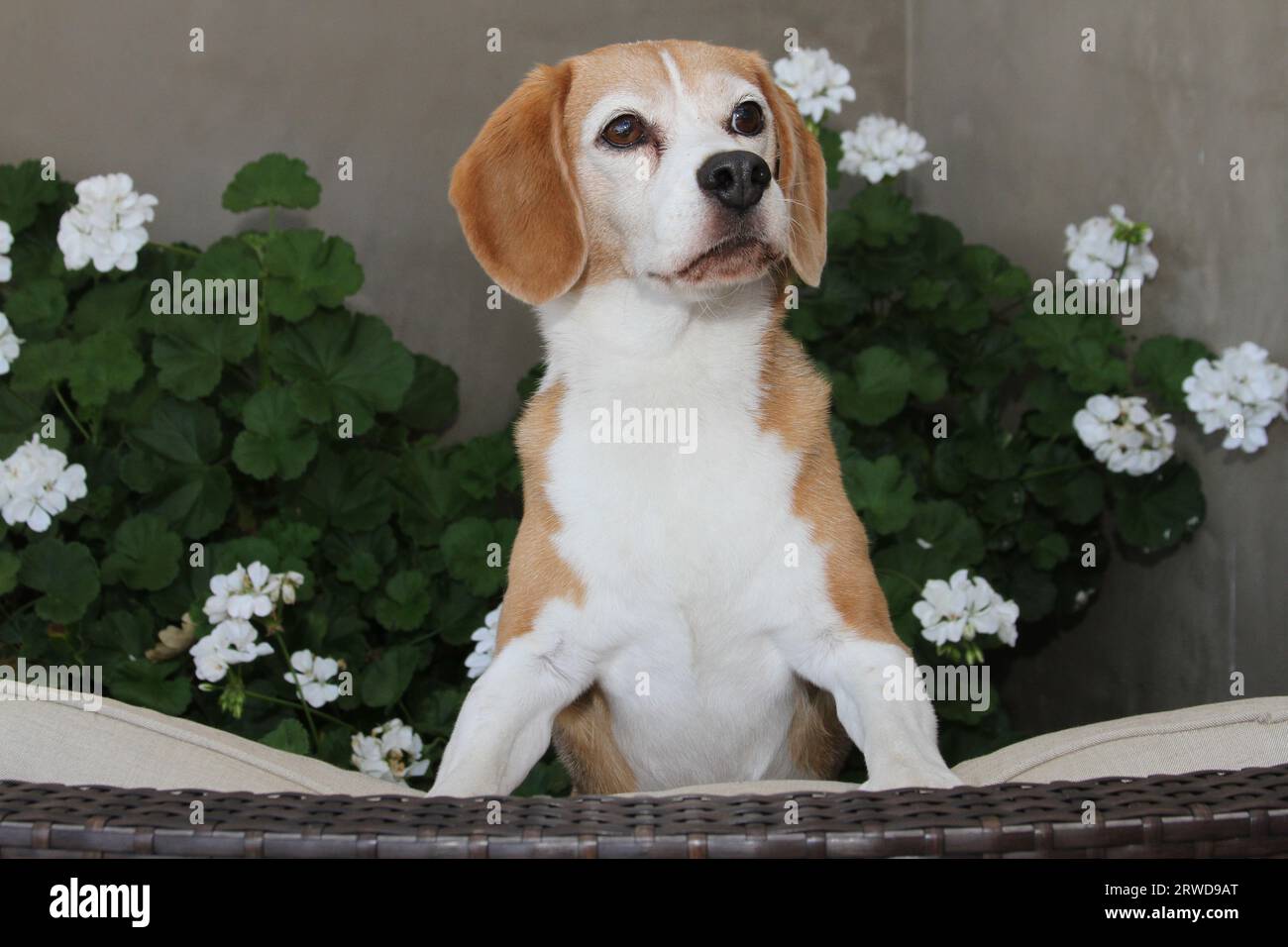 Beagle standing in chair with paws up on the back of the chair Stock ...
