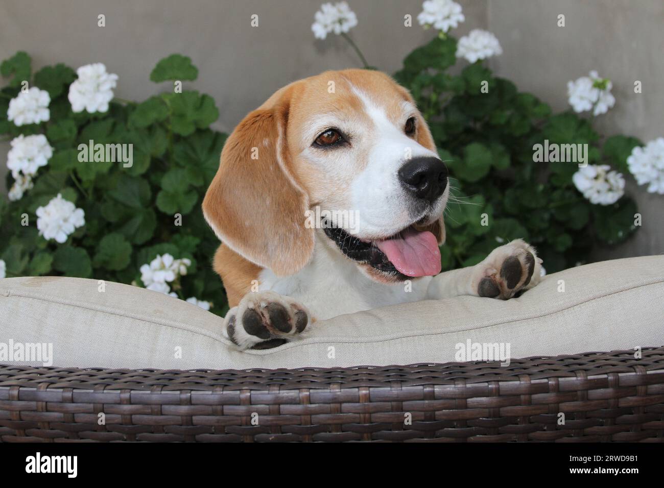 Beagle in chair with paws up on the back of chair Stock Photo - Alamy
