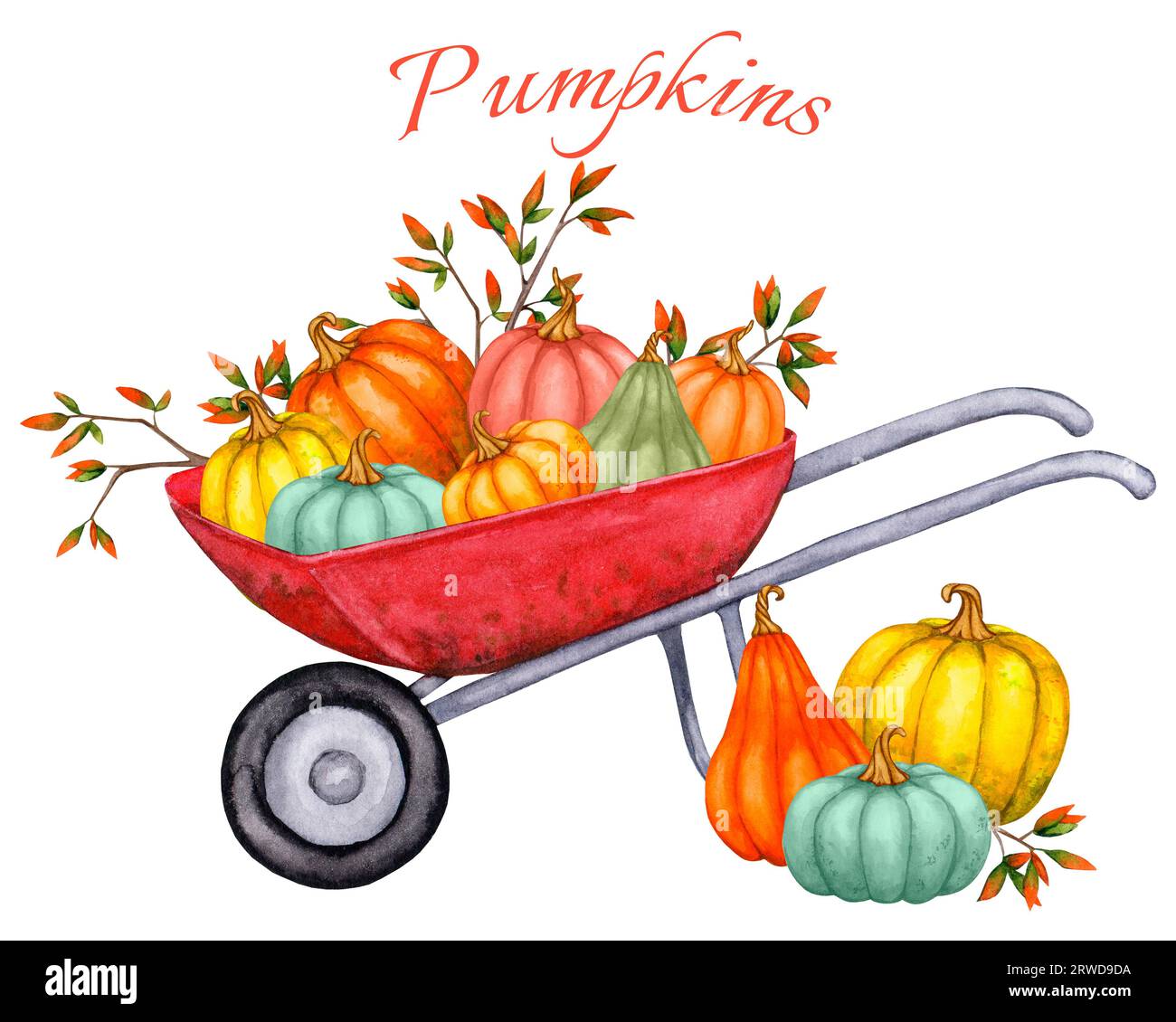 Pumpkins in a garden wheelbarrow. Hand drawn watercolor. Thanksgiving ...