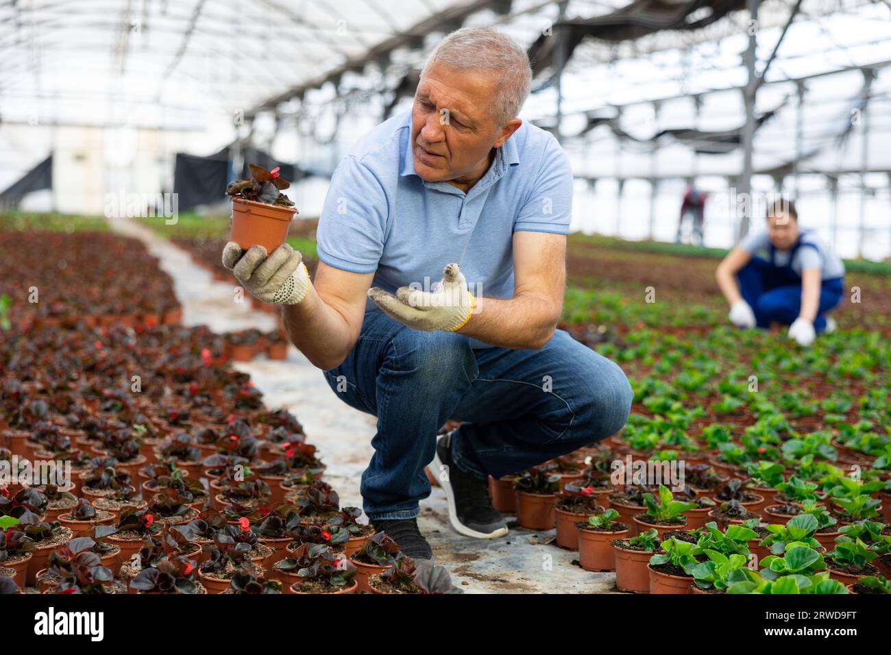 Old man grower sitting down and looking to the pot of peperomia in ...
