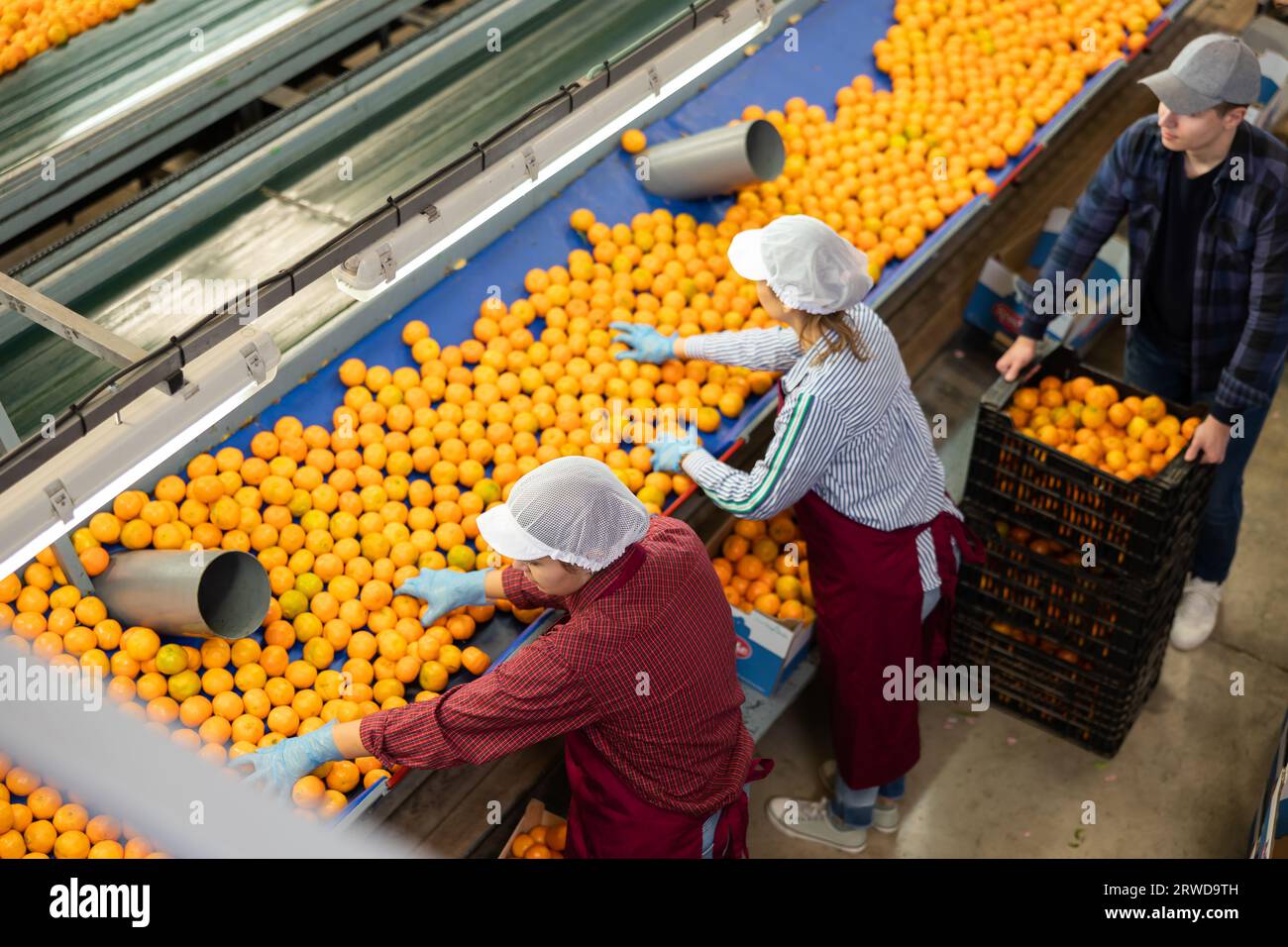Team of workers in colored uniforms on citrus sorting line at warehouse ...