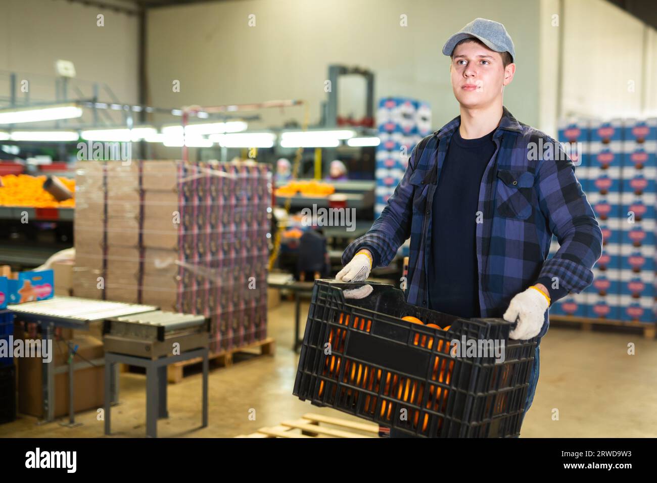 Guy fruit sorting factory worker stacking boxes with tangerines Stock ...