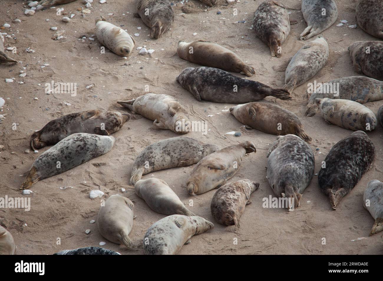 Seals on the beach at Flamborough Head East Yorkshire coast UK Stock ...