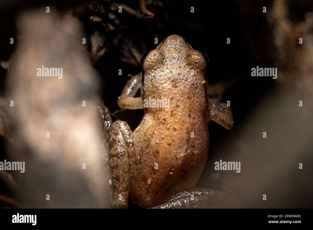 Upland chorus frog hi-res stock photography and images - Alamy