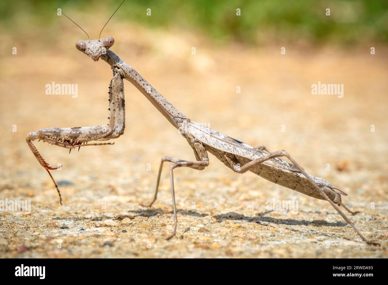 Gray Praying Mantis