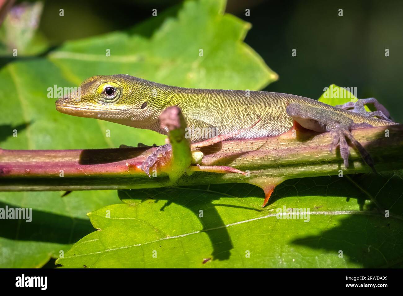 A young Green Anole (Anolis carolinensis) traverses along a thorny bramble stem. Raleigh, North ...