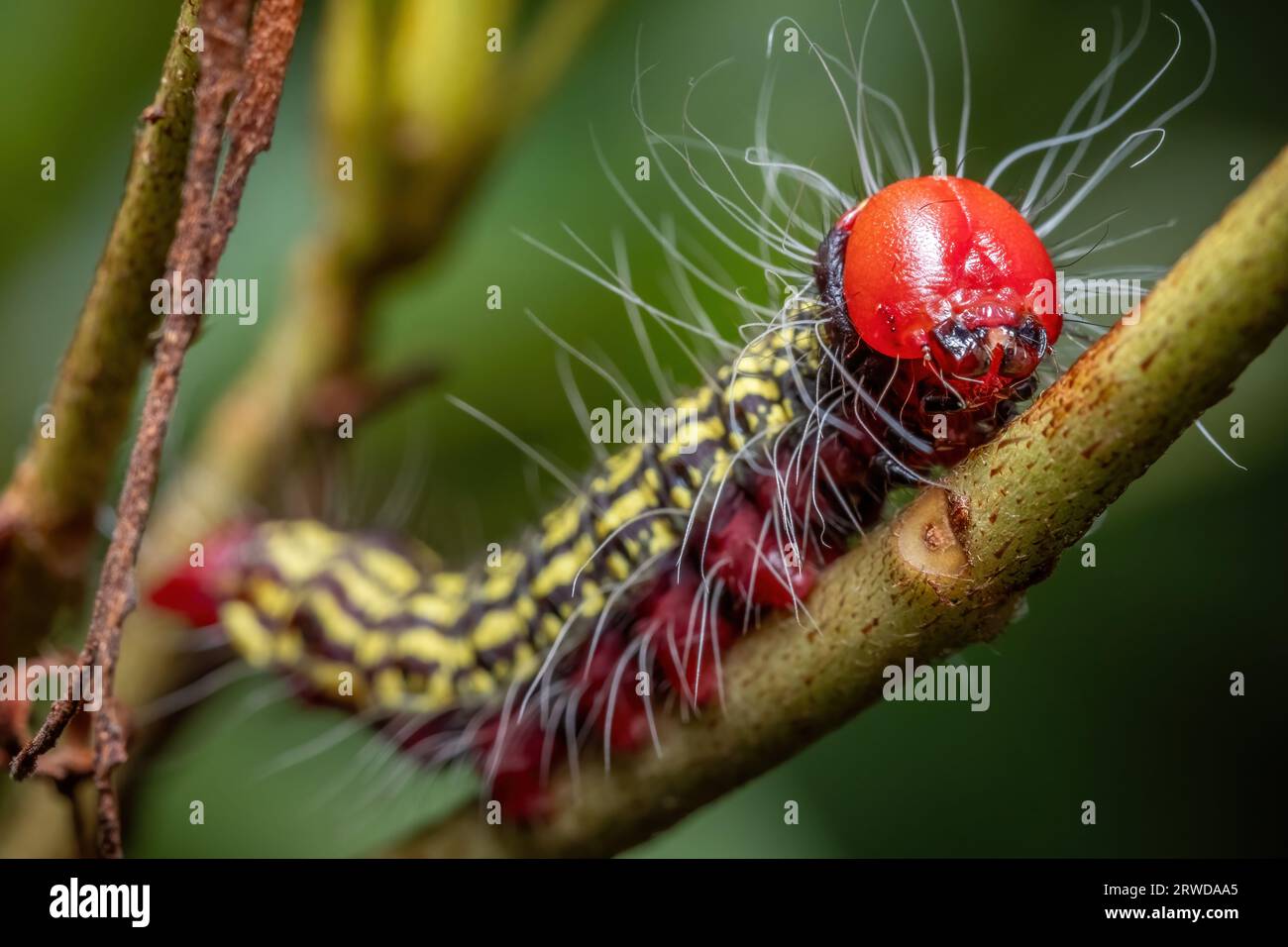Closeup of the larva of an Azalea Caterpillar Moth (Datana major ...