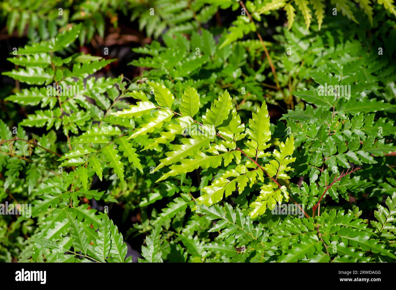 Toona sureni hi-res stock photography and images - Alamy