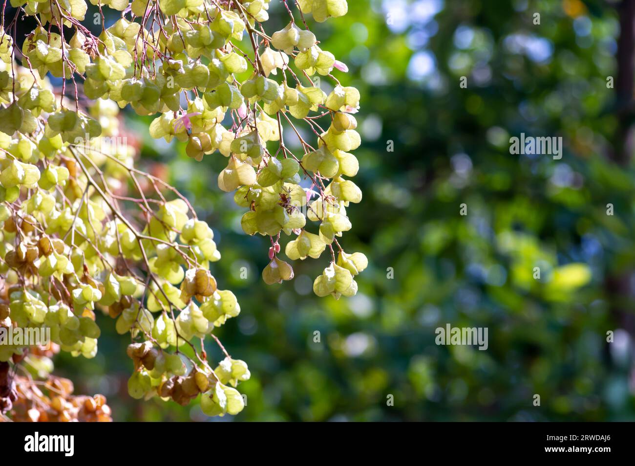 Tahongai, guest tree, Kleinhovia hospita, known as Katimaha, Timoho ...
