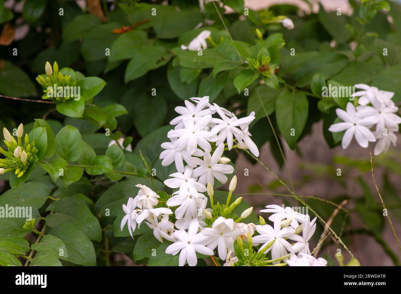 White crepe Jasmine flowers (Tabernaemontana divaricata), shallow focus ...