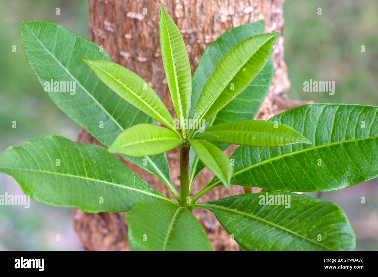 Young Pulai, Alstonia scholaris leaves, commonly called blackboard tree ...
