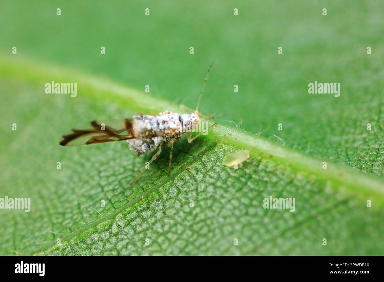 Aphids in the wild, North China Stock Photo - Alamy