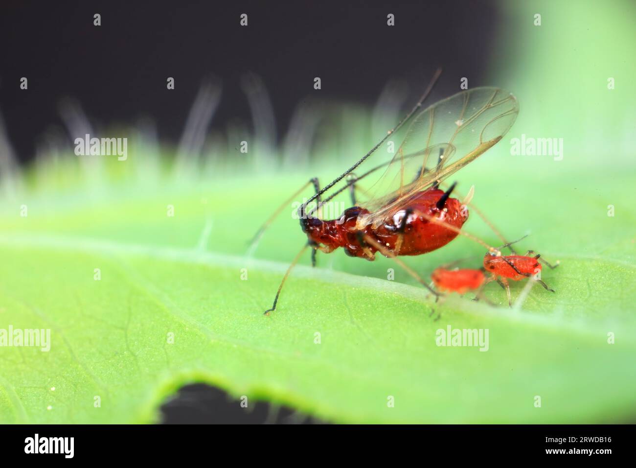 Aphids in the wild, North China Stock Photo - Alamy
