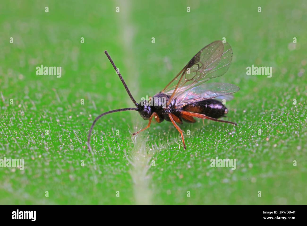 Bee insects in the wild, North China Stock Photo - Alamy