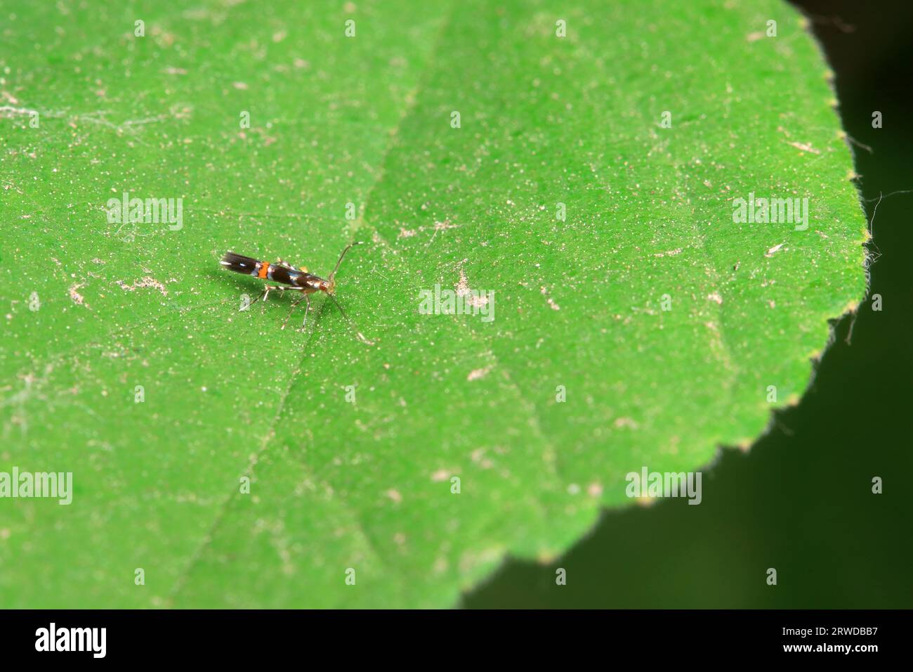 Lepidoptera insects in the wild, North China Stock Photo - Alamy