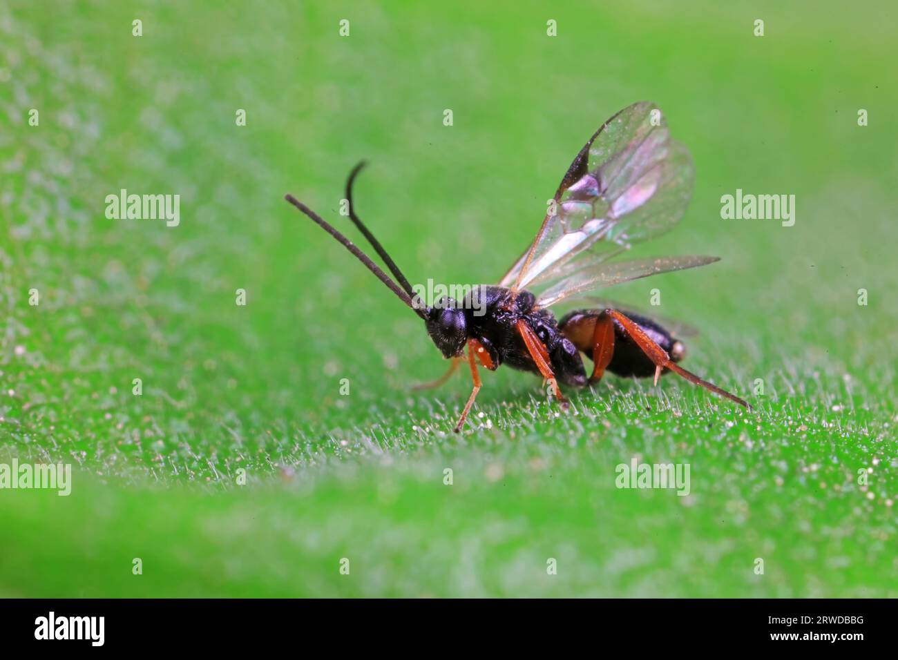 Bee insects in the wild, North China Stock Photo - Alamy
