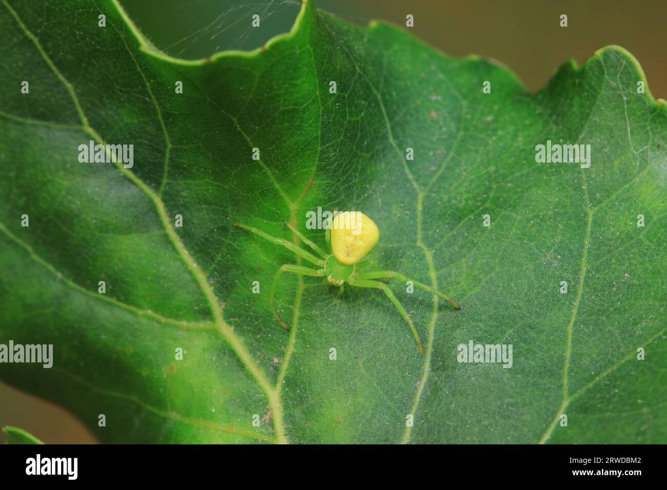 Spiders in the wild, North China Stock Photo - Alamy
