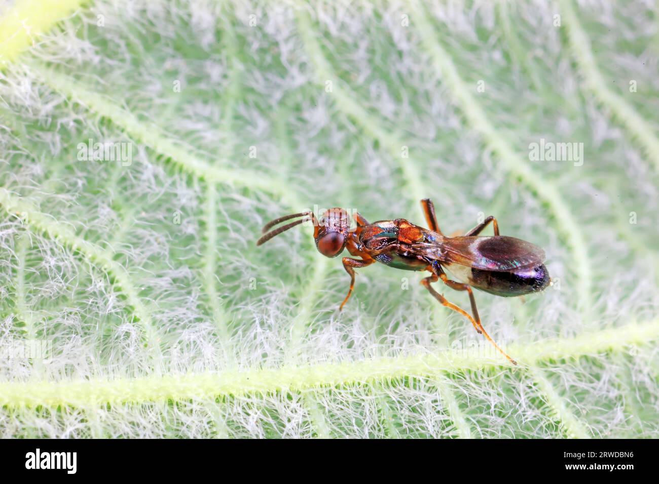 Bee insects in the wild, North China Stock Photo - Alamy