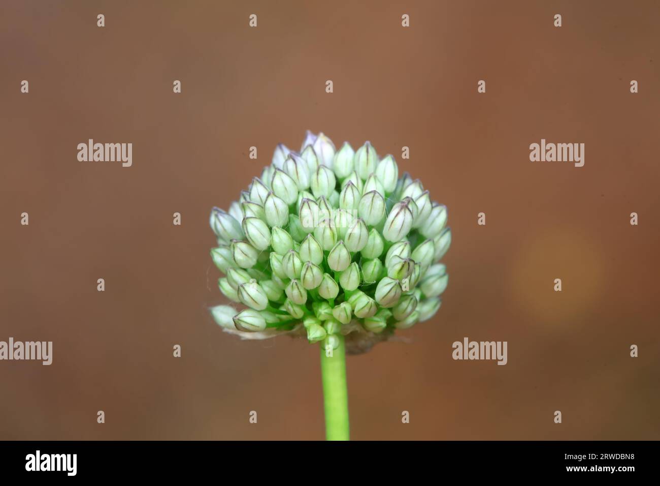 Planting wild garlic hi-res stock photography and images - Alamy