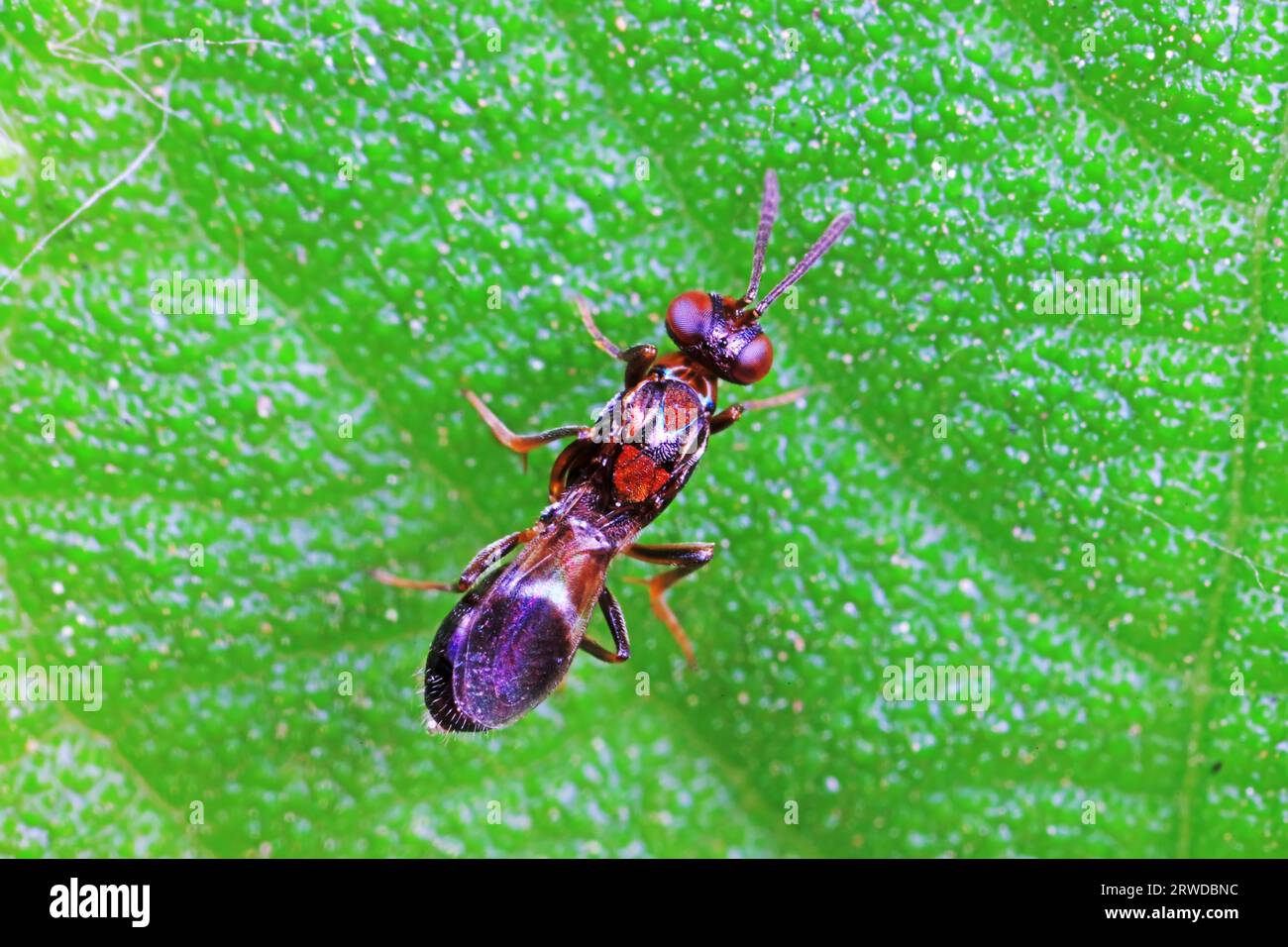 Bee insects in the wild, North China Stock Photo - Alamy