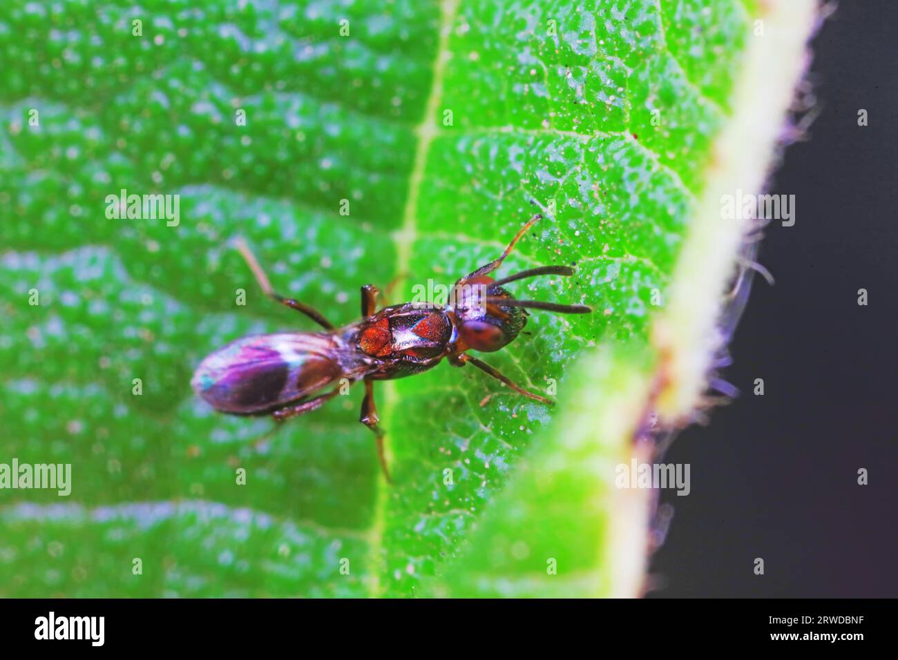 Bee insects in the wild, North China Stock Photo - Alamy