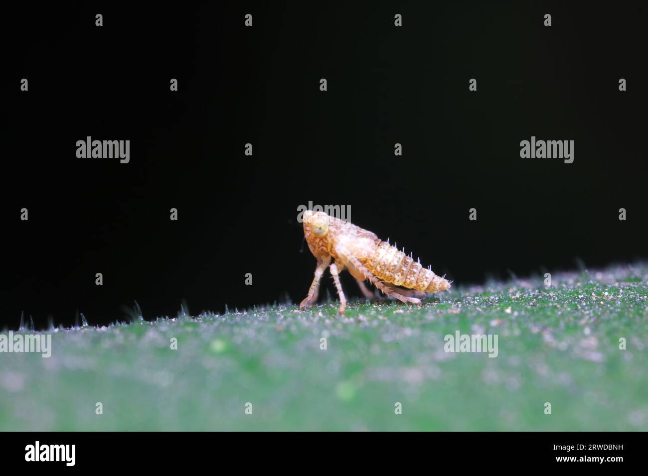 Leaf cicada on wild plants, North China Stock Photo - Alamy