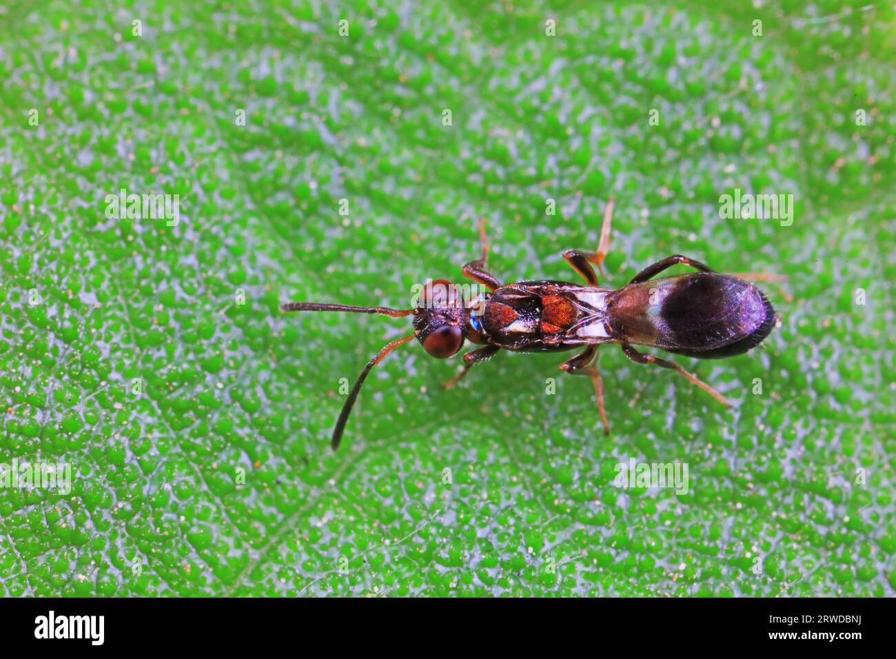 Bee insects in the wild, North China Stock Photo - Alamy