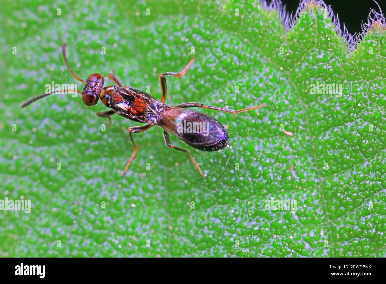 Bee insects in the wild, North China Stock Photo - Alamy
