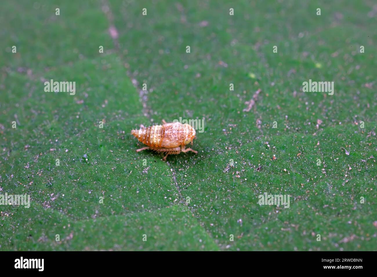 Leaf cicada on wild plants, North China Stock Photo - Alamy