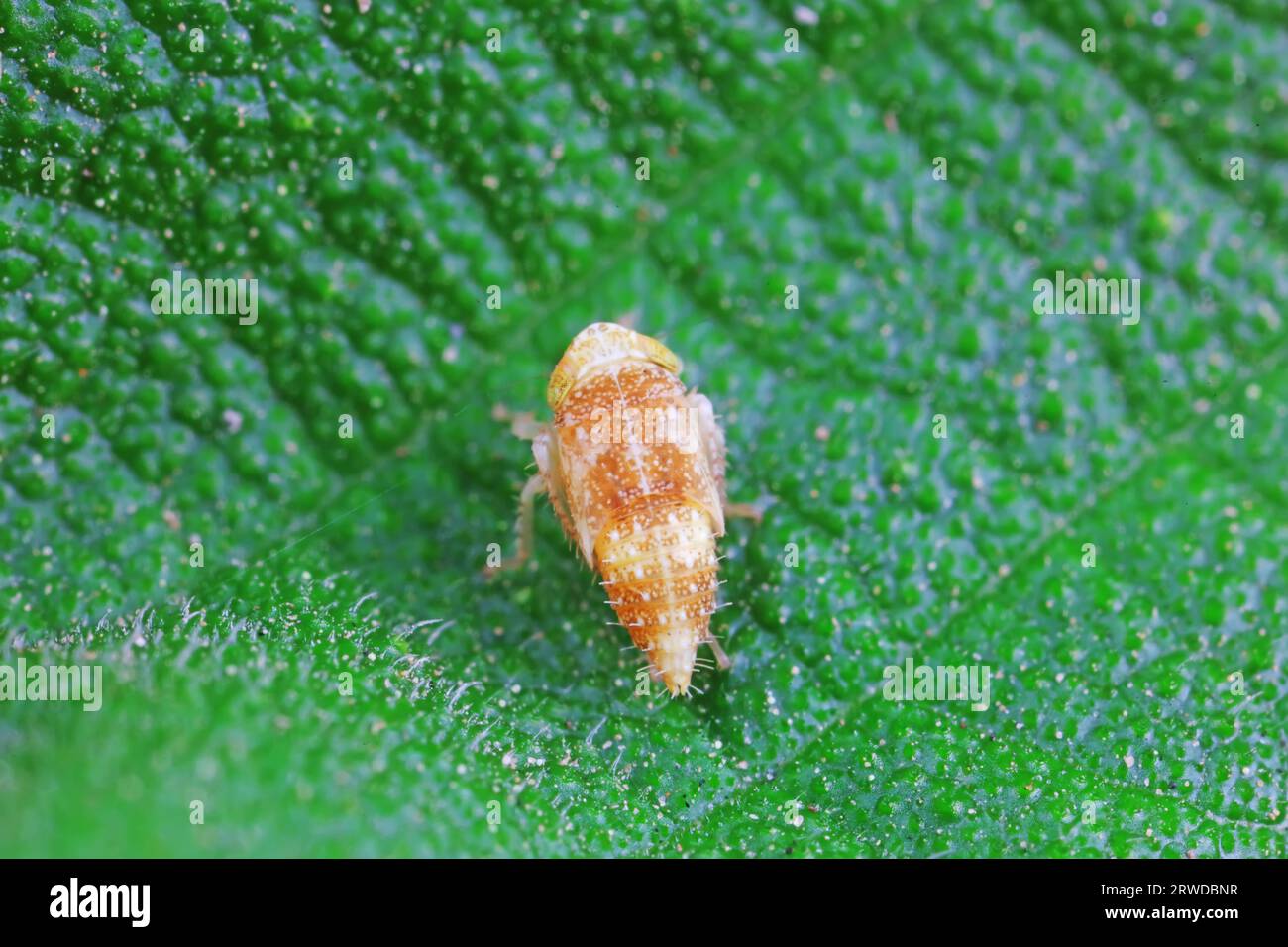 Leaf cicada on wild plants, North China Stock Photo - Alamy
