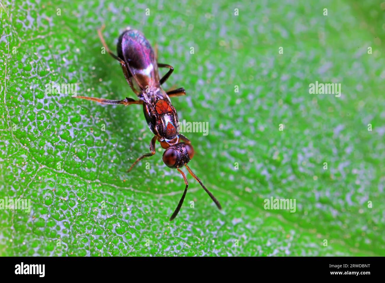 Bee insects in the wild, North China Stock Photo - Alamy