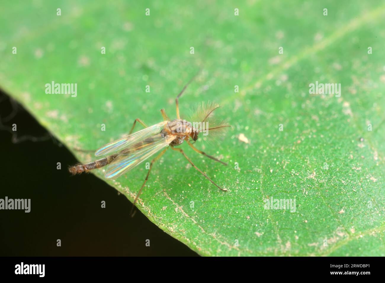 mosquito insect in the wild, North China Stock Photo - Alamy