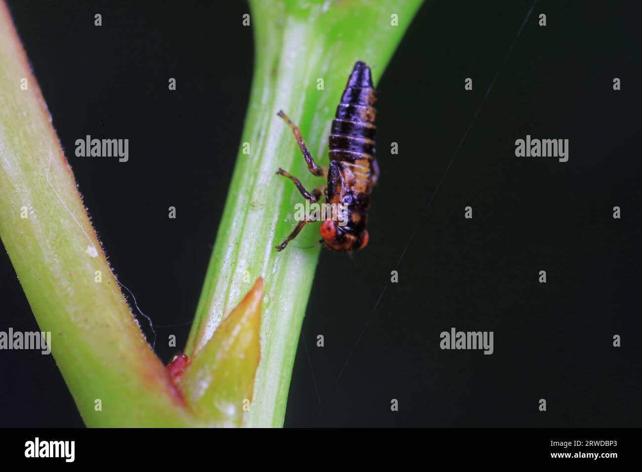 Leaf cicada on wild plants, North China Stock Photo - Alamy
