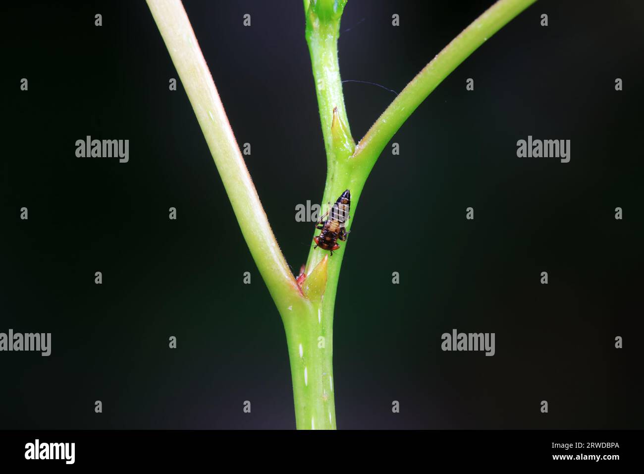 Leaf cicada on wild plants, North China Stock Photo - Alamy