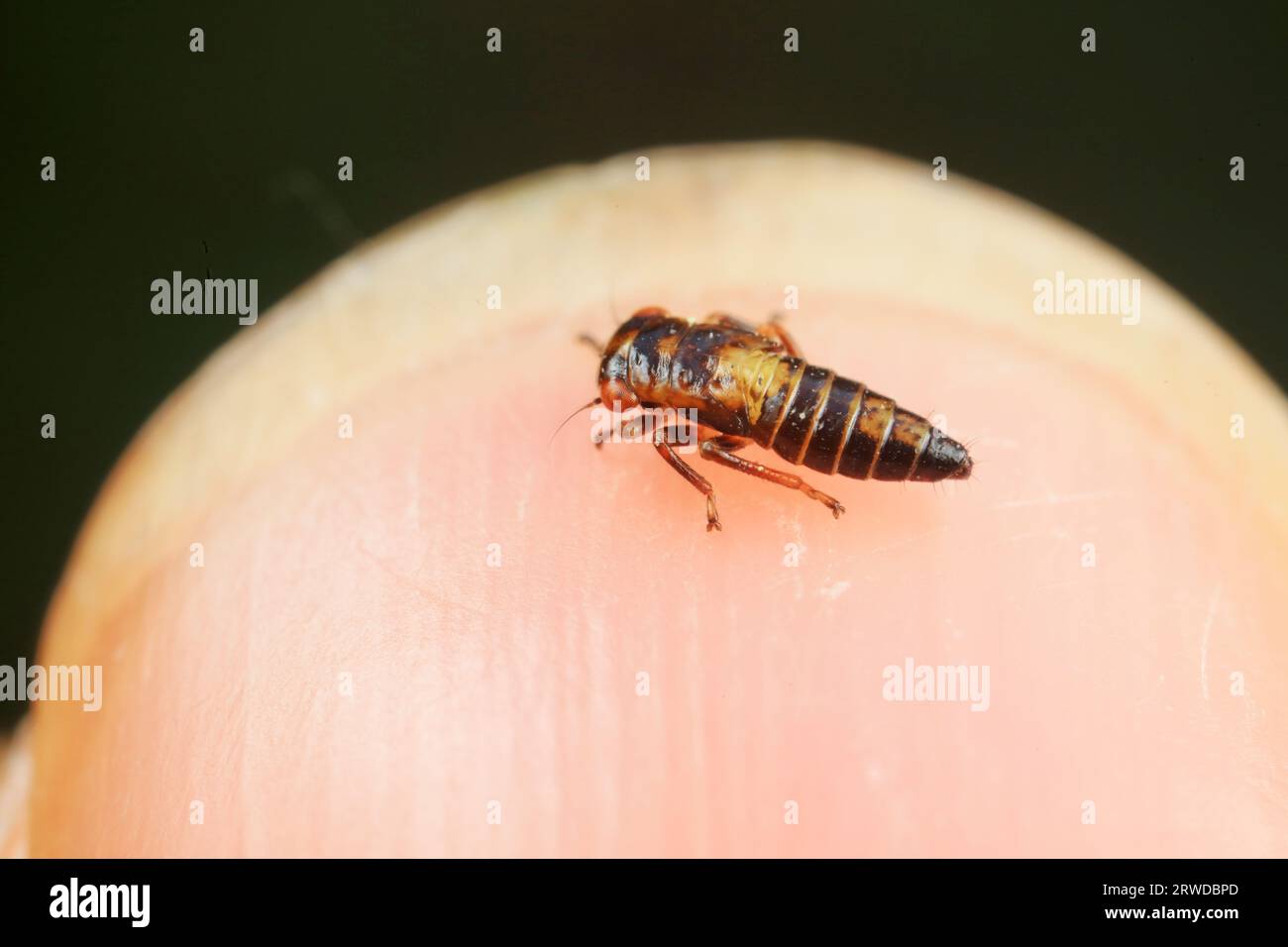 Leaf cicada on wild plants, North China Stock Photo - Alamy