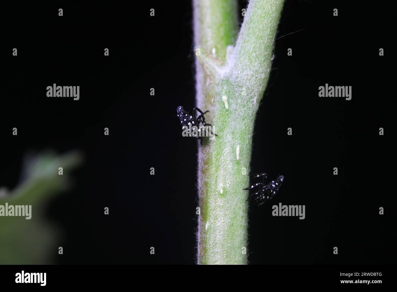 Hemiptera wax Cicadellidae insects on wild plants, North China Stock ...