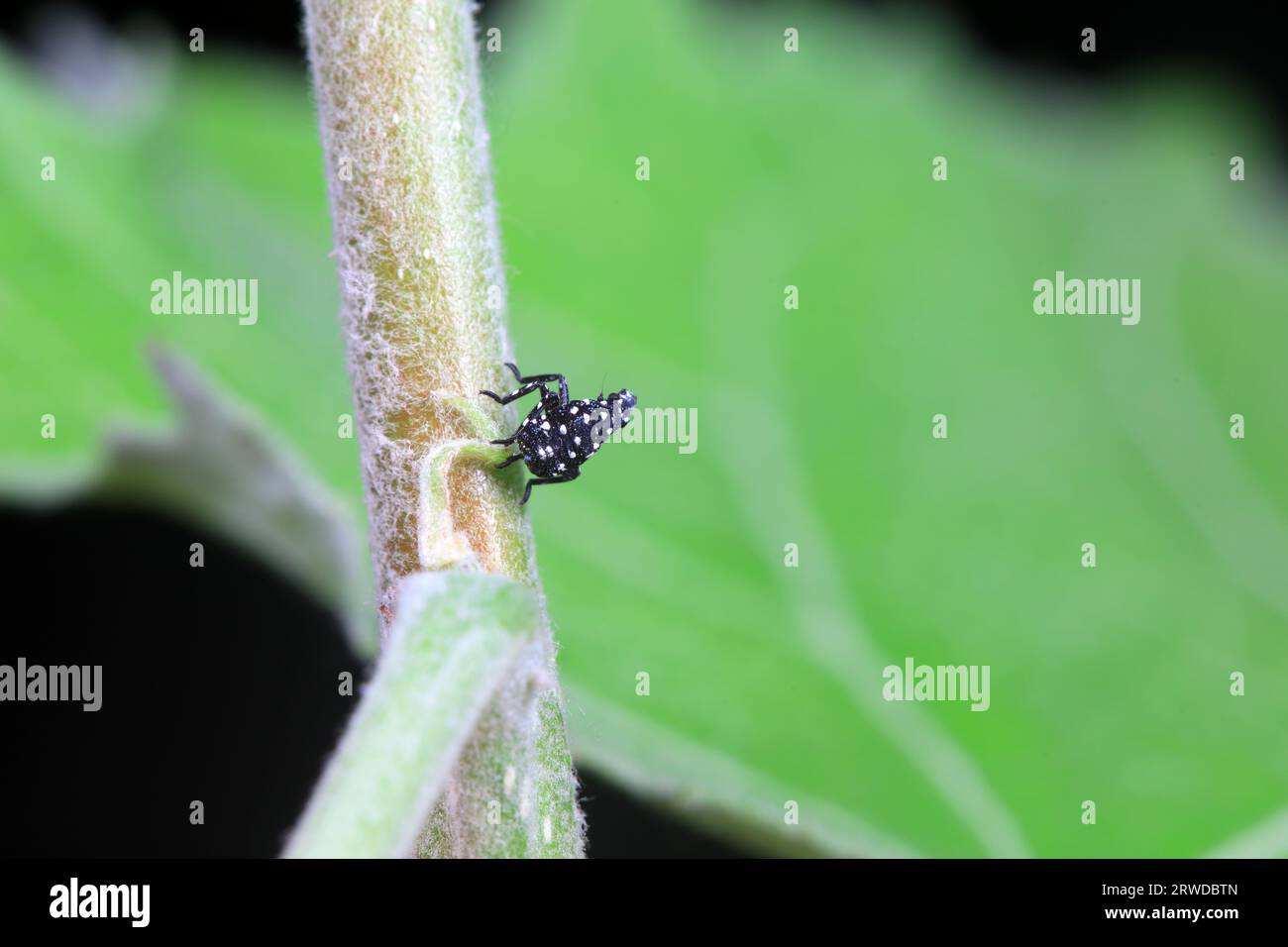 Hemiptera wax Cicadellidae insects on wild plants, North China Stock ...