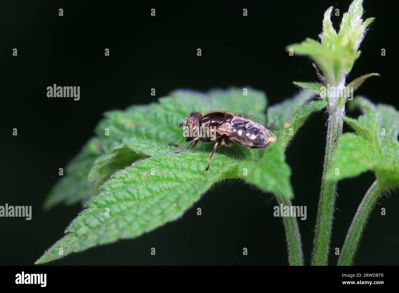 Aphid eating flies in the wild, North China Stock Photo - Alamy