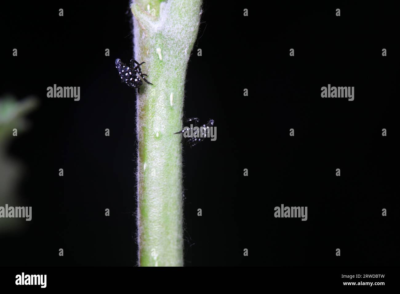 Hemiptera wax Cicadellidae insects on wild plants, North China Stock ...
