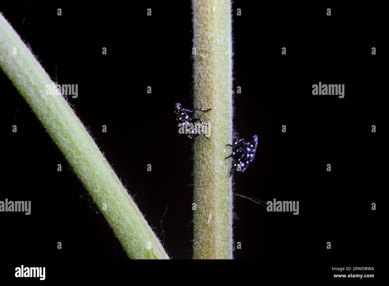 Hemiptera wax Cicadellidae insects on wild plants, North China Stock ...