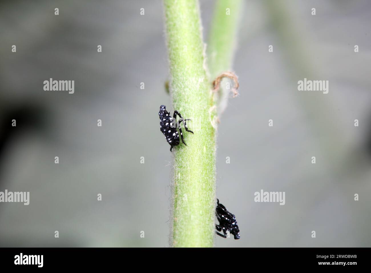 Hemiptera wax Cicadellidae insects on wild plants, North China Stock ...